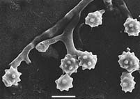 Micromonospora Olivasterospora KÖrnyezetvédelmi Információ